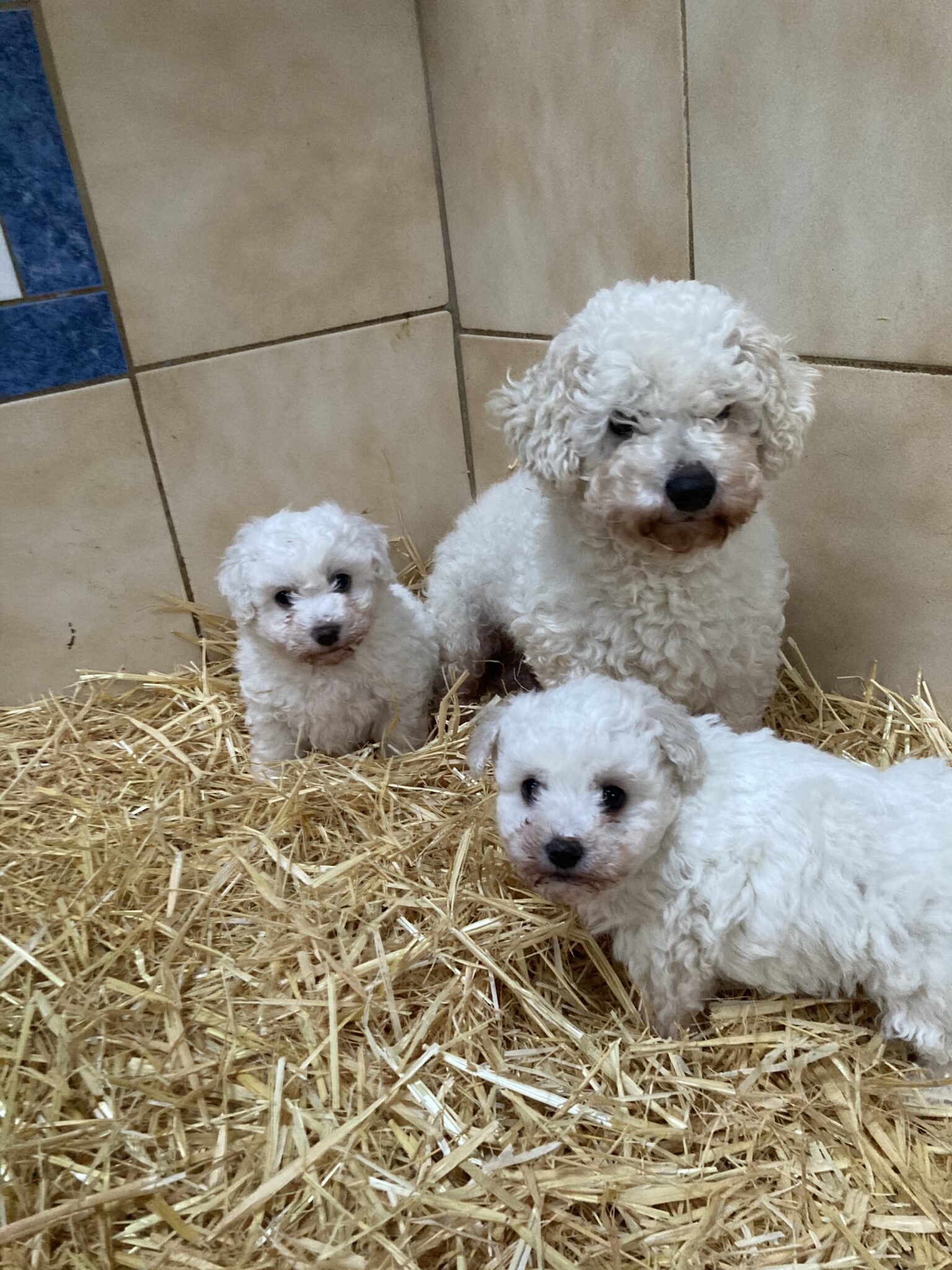 Elevage de Bichon frisé à Plounévez-Moëdec (22)