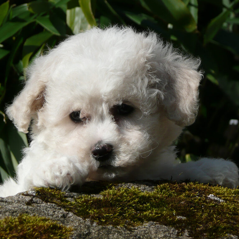 Elevage de Bichon frisé à Plounévez-Moëdec (22)