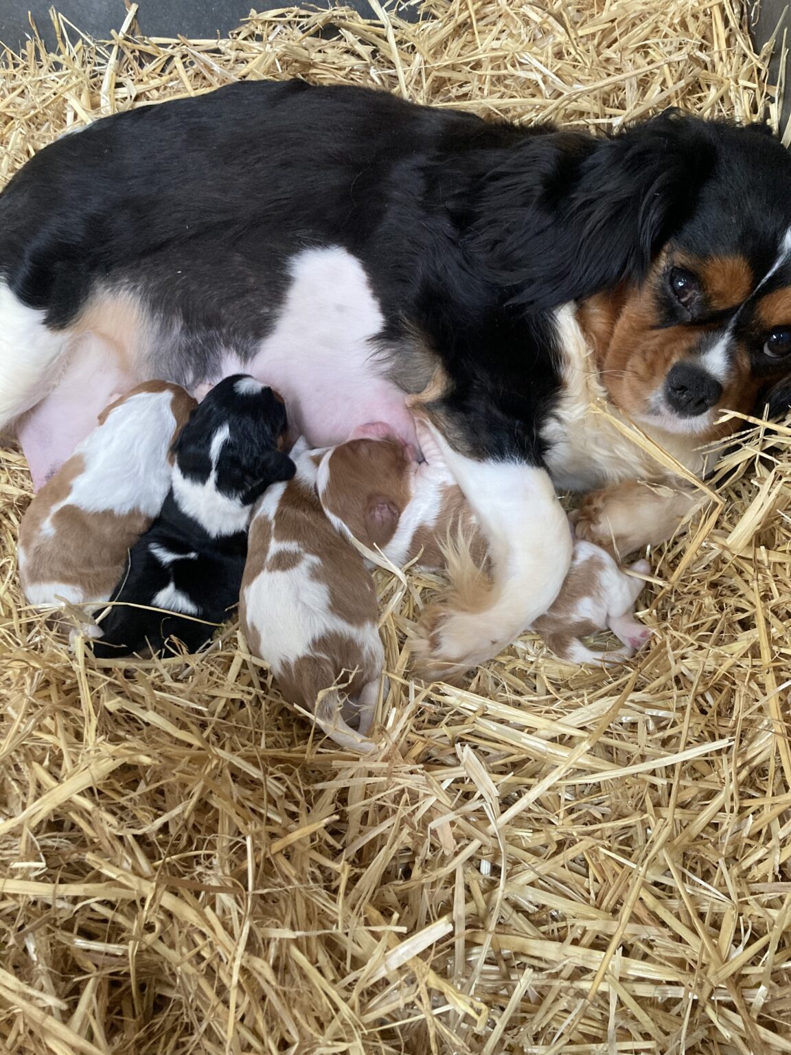 Elevage Cavalier King Charles non LOF dans les Côtes d'Armor