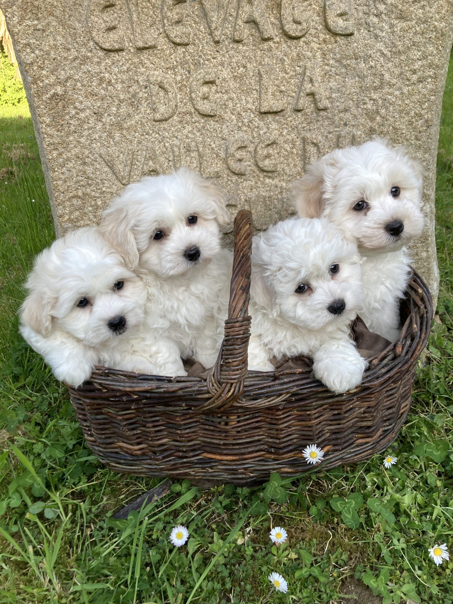 Elevage de chien Coton de Tuléar à Plounévez-Moëdec (22)
