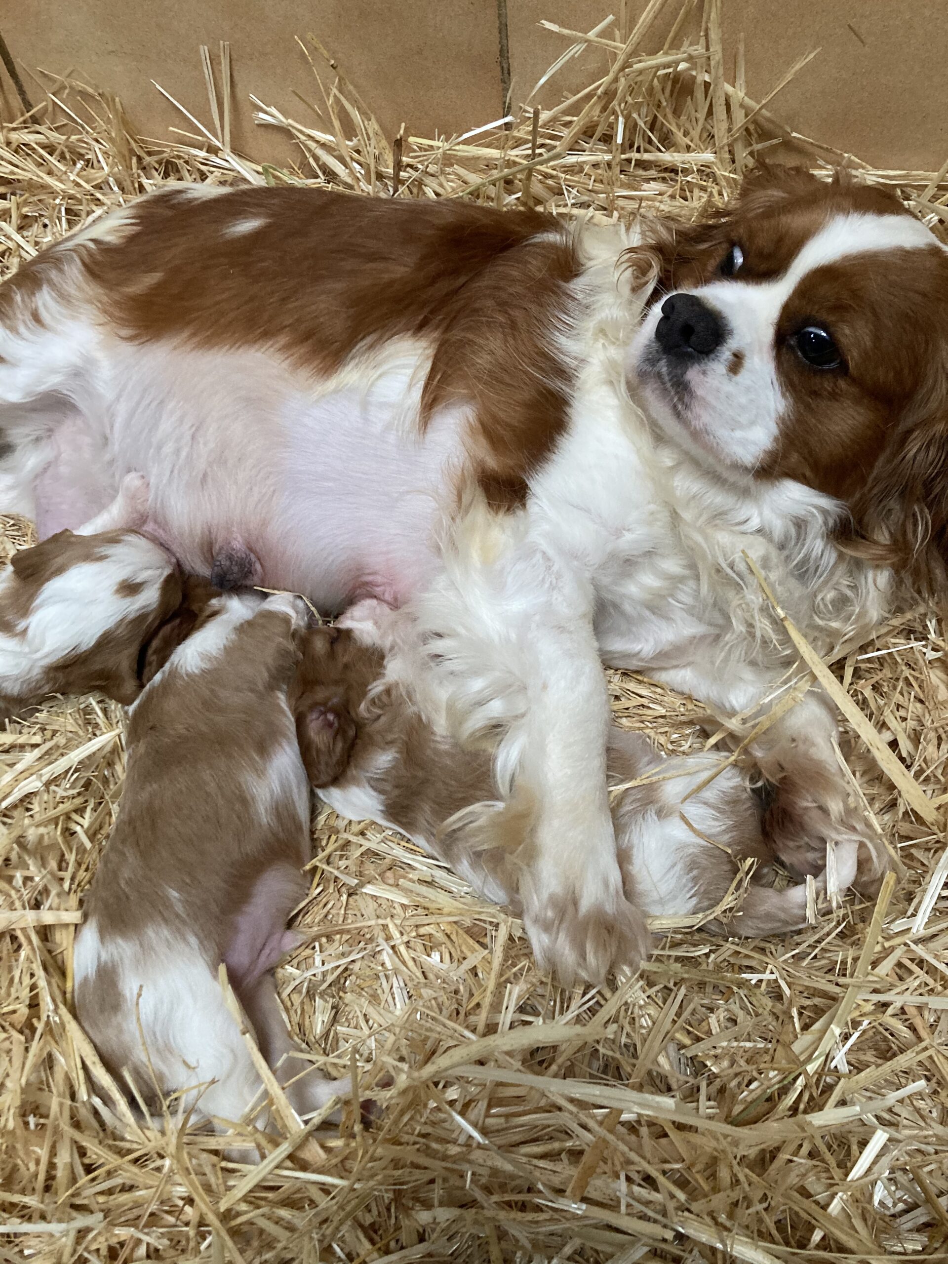 Elevage de Chiens - Les chiots disponibles à l'adoption