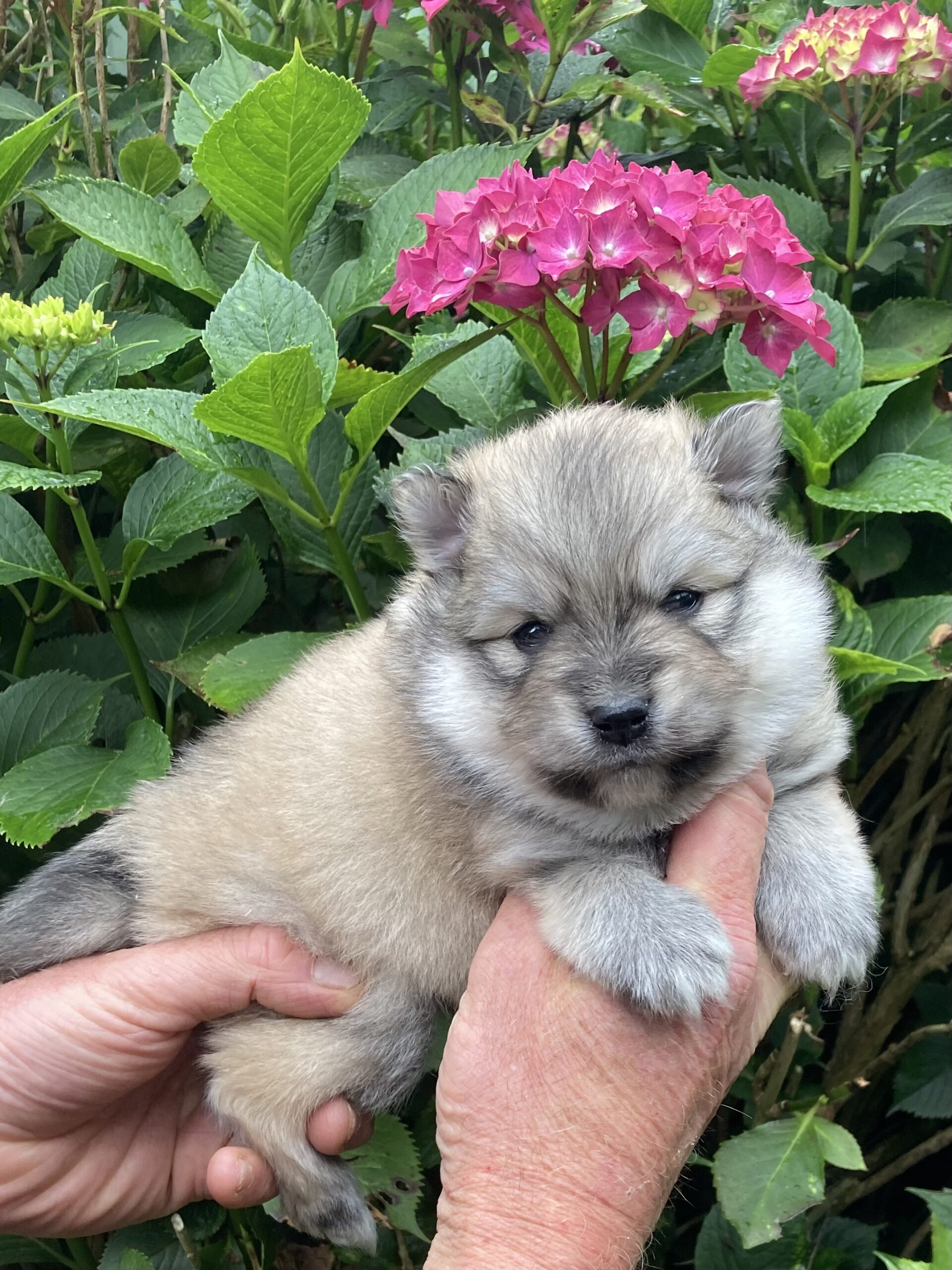 Elevage de chiens Spitz dans les Côtes d'Armor (22)