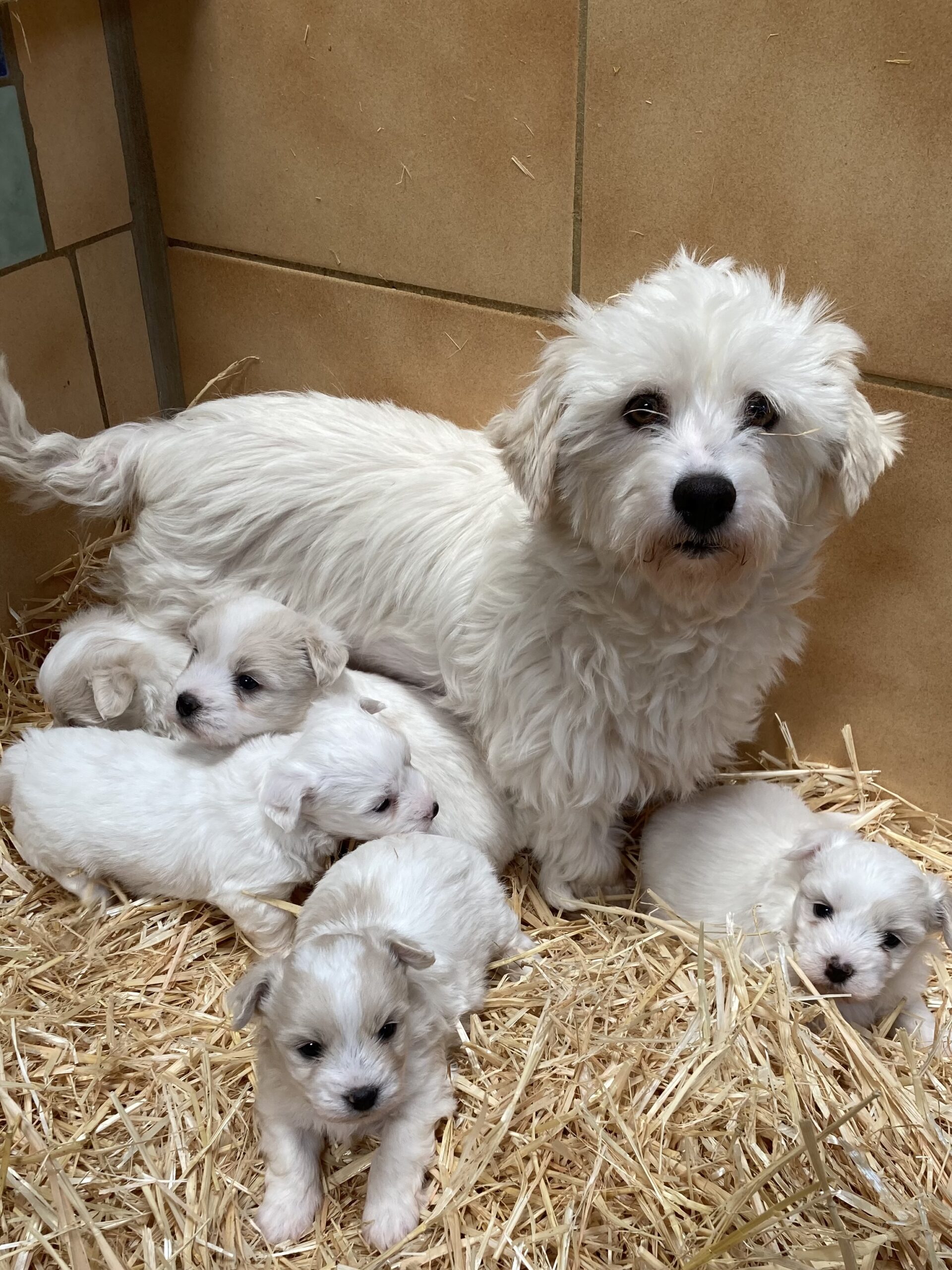 Elevage de chien Coton de Tuléar à Plounévez-Moëdec (22)