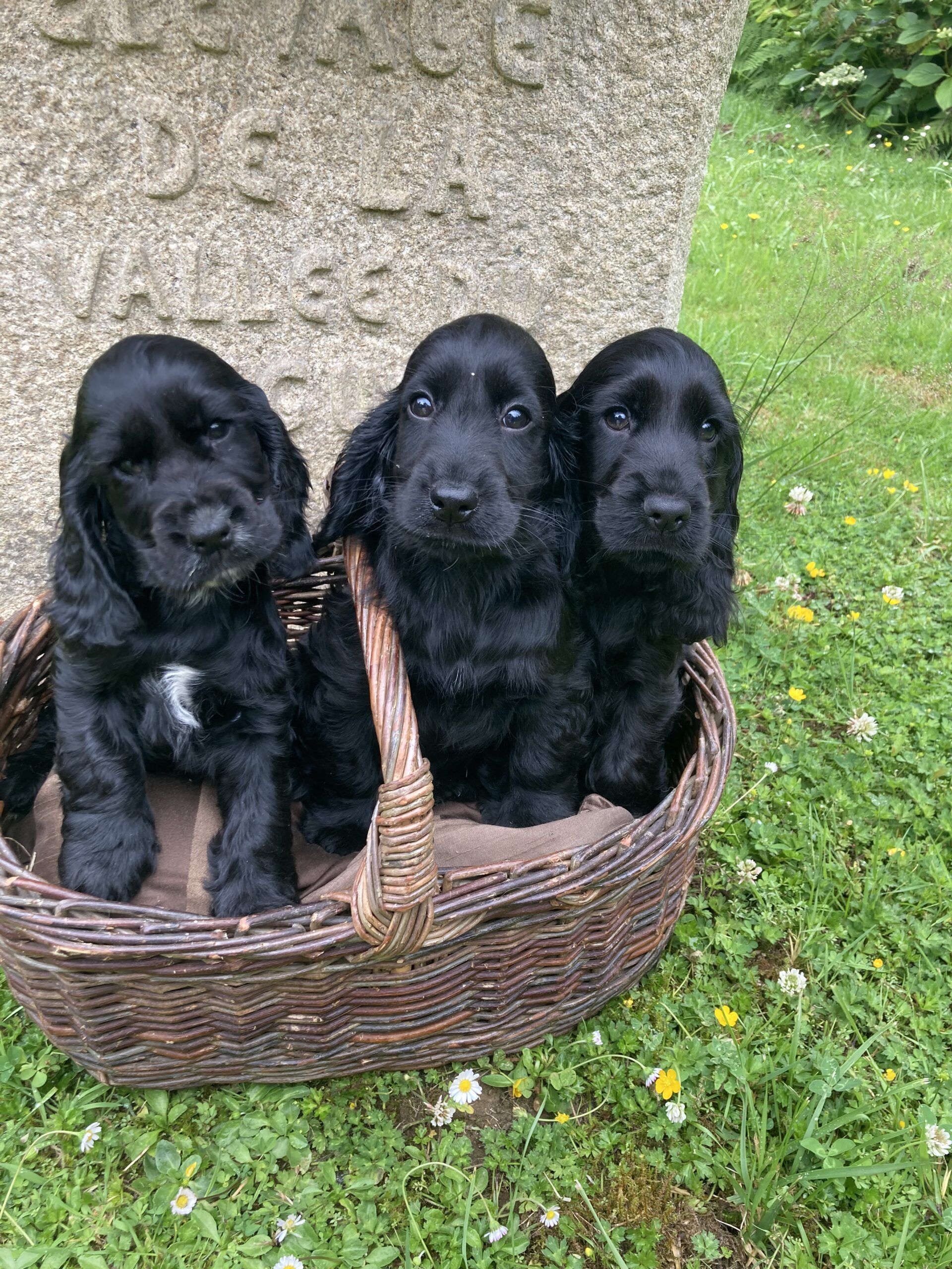Elevage de Cocker dans les Côtes d'Armor - Chiot disponible