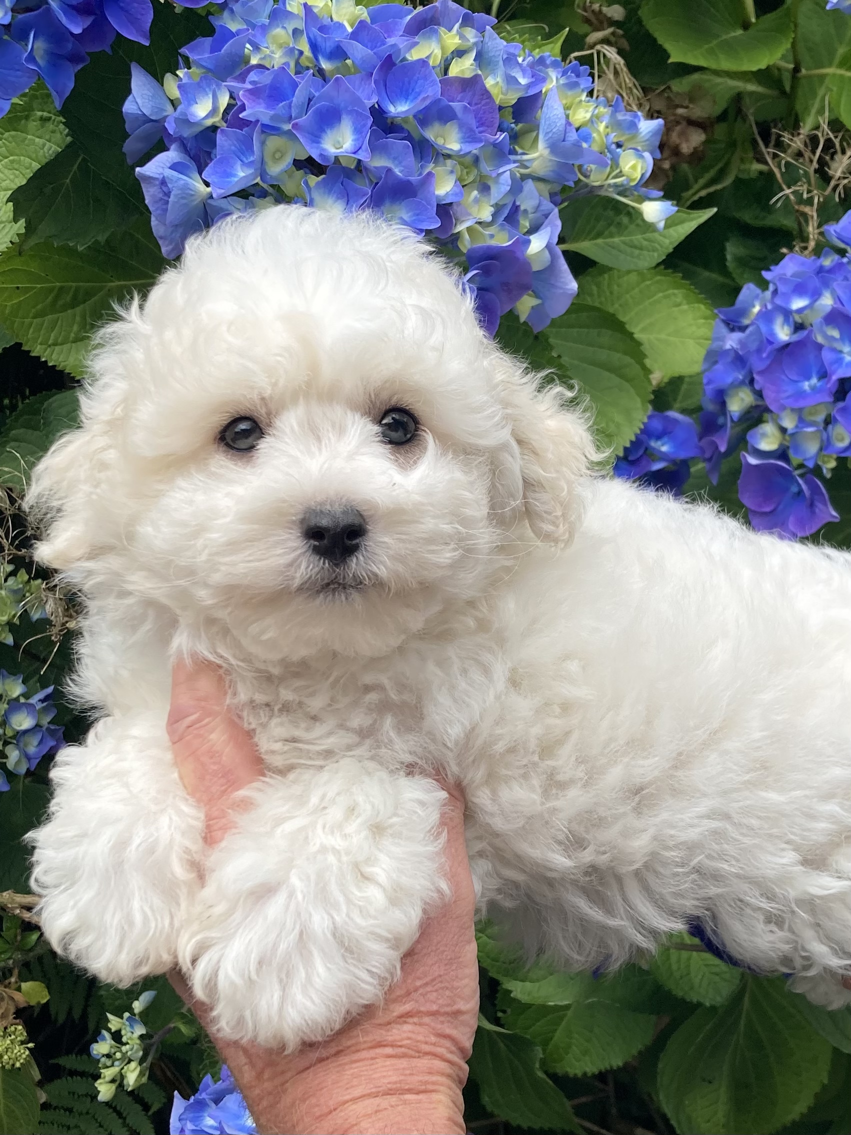 Elevage de Bichon frisé à Plounévez-Moëdec (22)