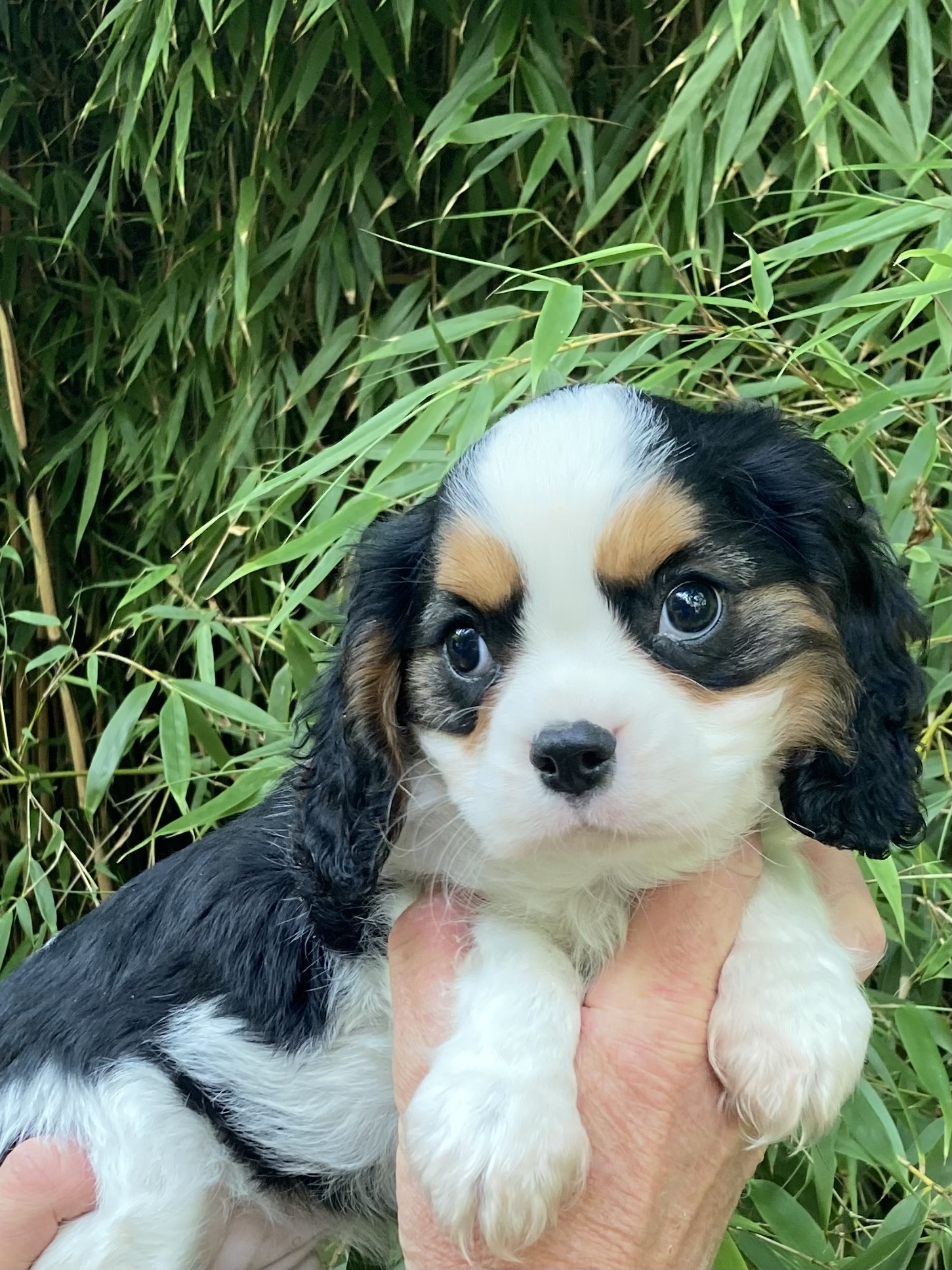 Elevage de Chiens - Les chiots disponibles à l'adoption