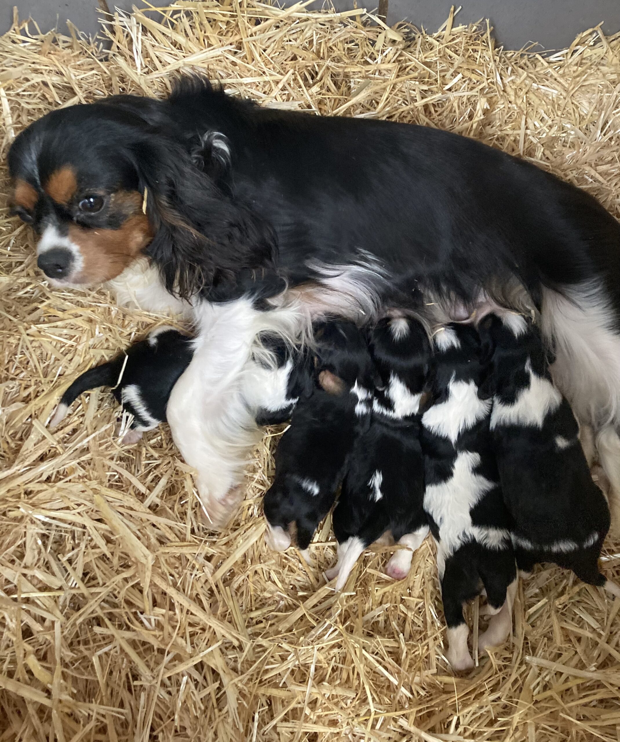 Elevage de Chiens - Les chiots disponibles à l'adoption