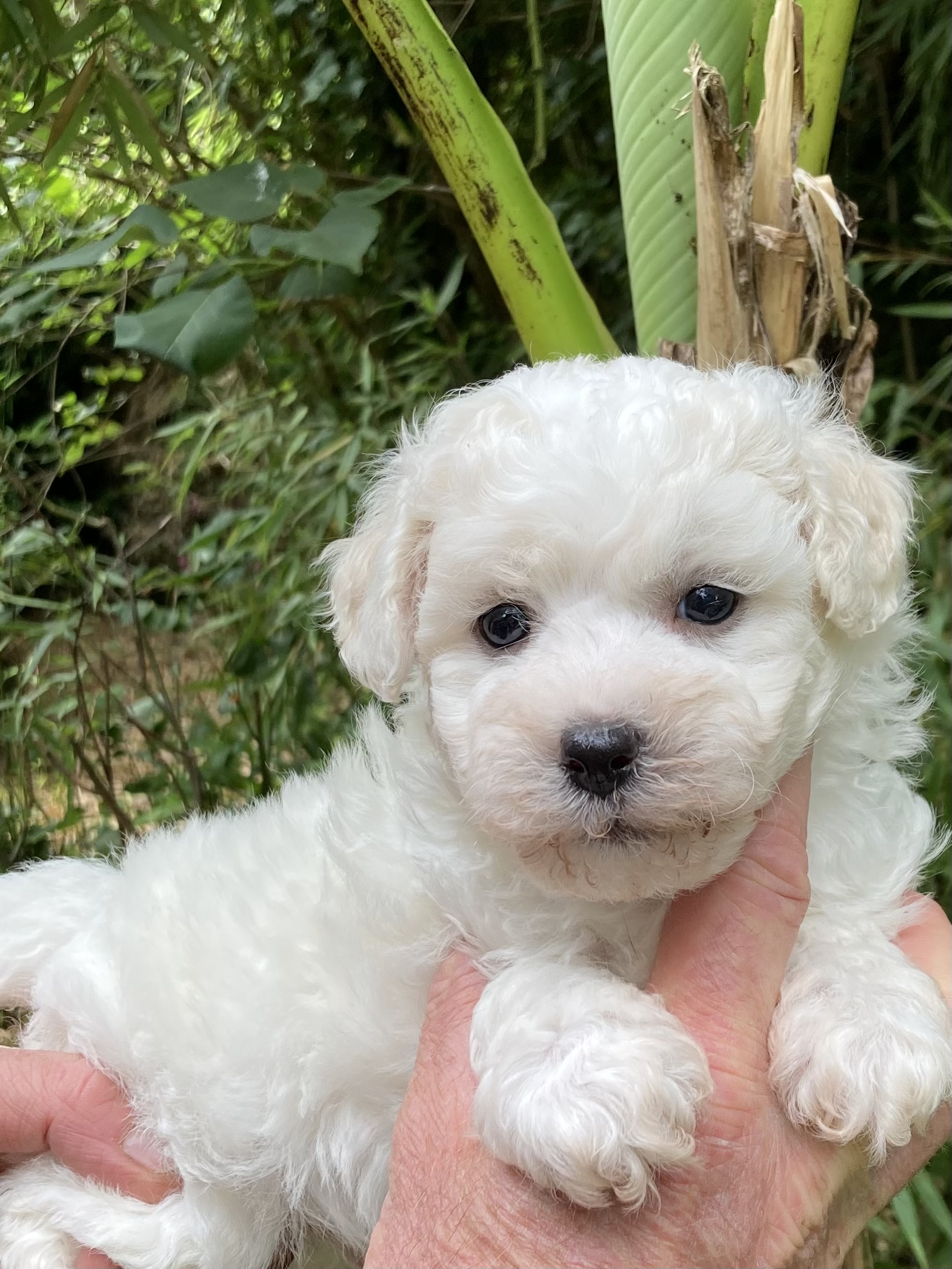 Elevage de Bichon frisé à Plounévez-Moëdec (22)