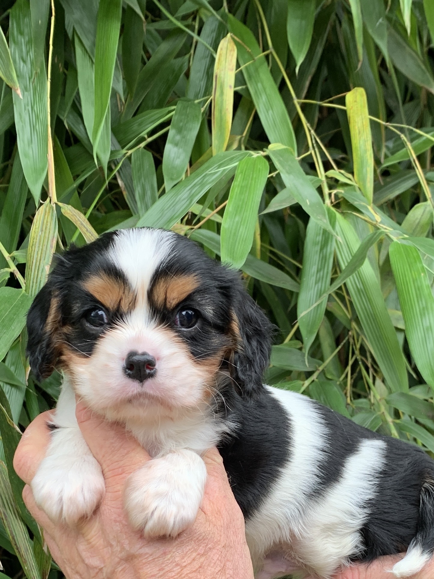 Cavalier King Charles Adopter Gratuitement Prs De Prigueux