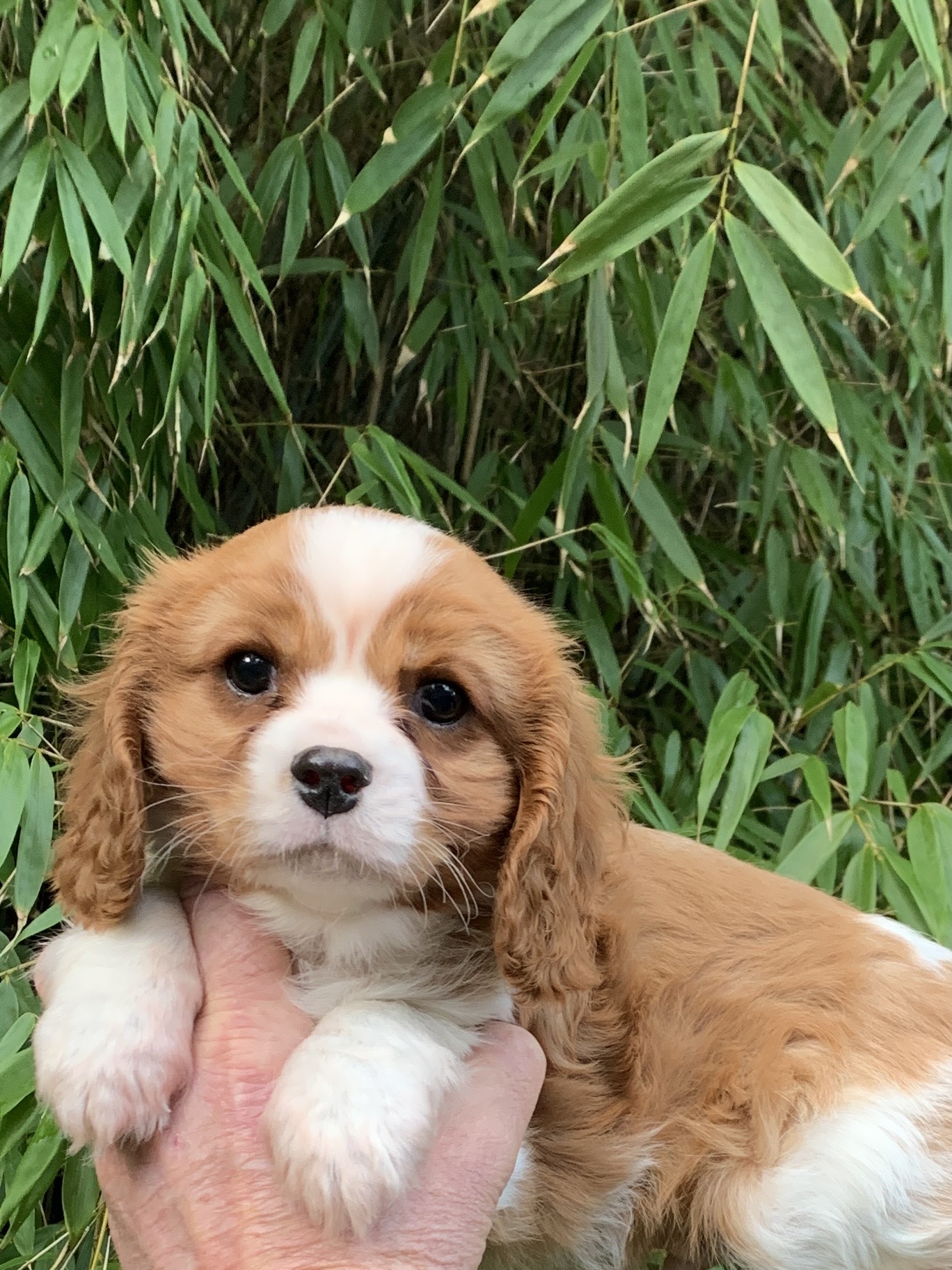 Cavalier King Charles Adopter Gratuitement Prs De Prigueux