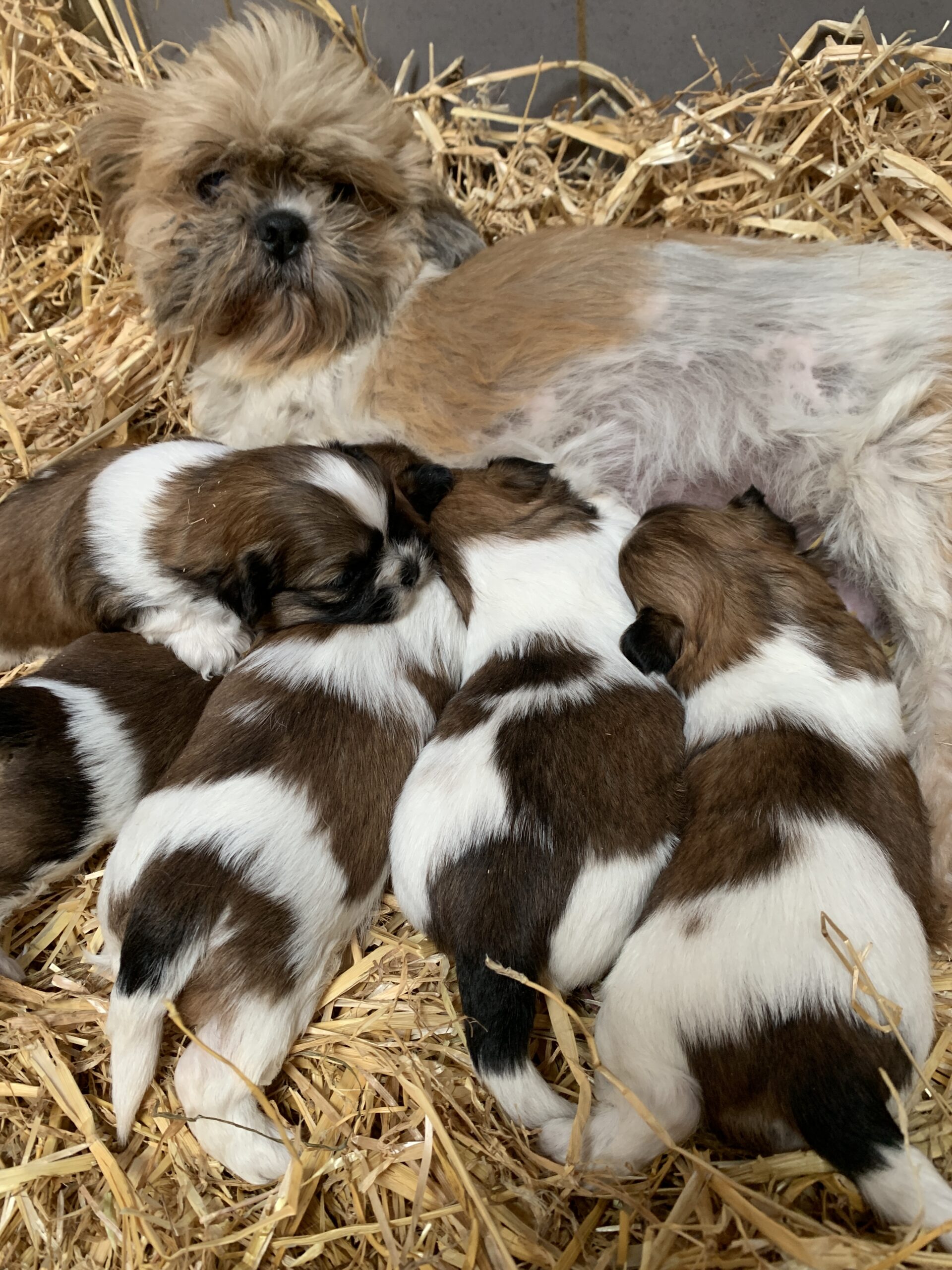 Elevage de chiens Shih-Tzu à Plounévez-Moëdec (22)